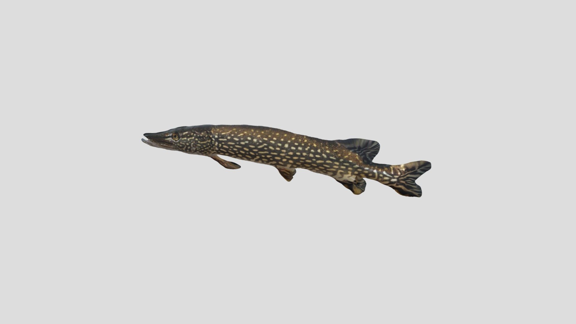 Pike - 3D model by vesk2321 [4d2d54f] - Sketchfab