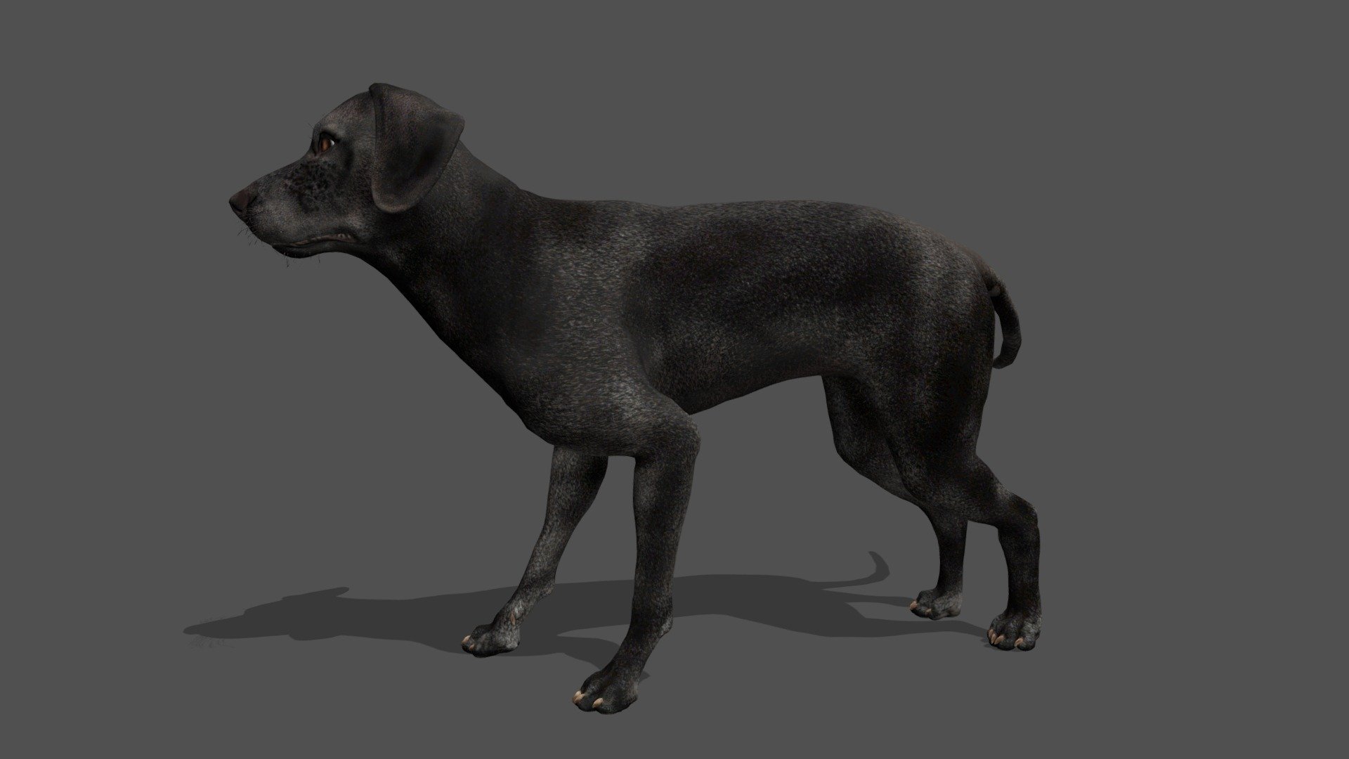 Animated Labrador – 3D Animal Model - 3D model by AnimalMesh 3D ...