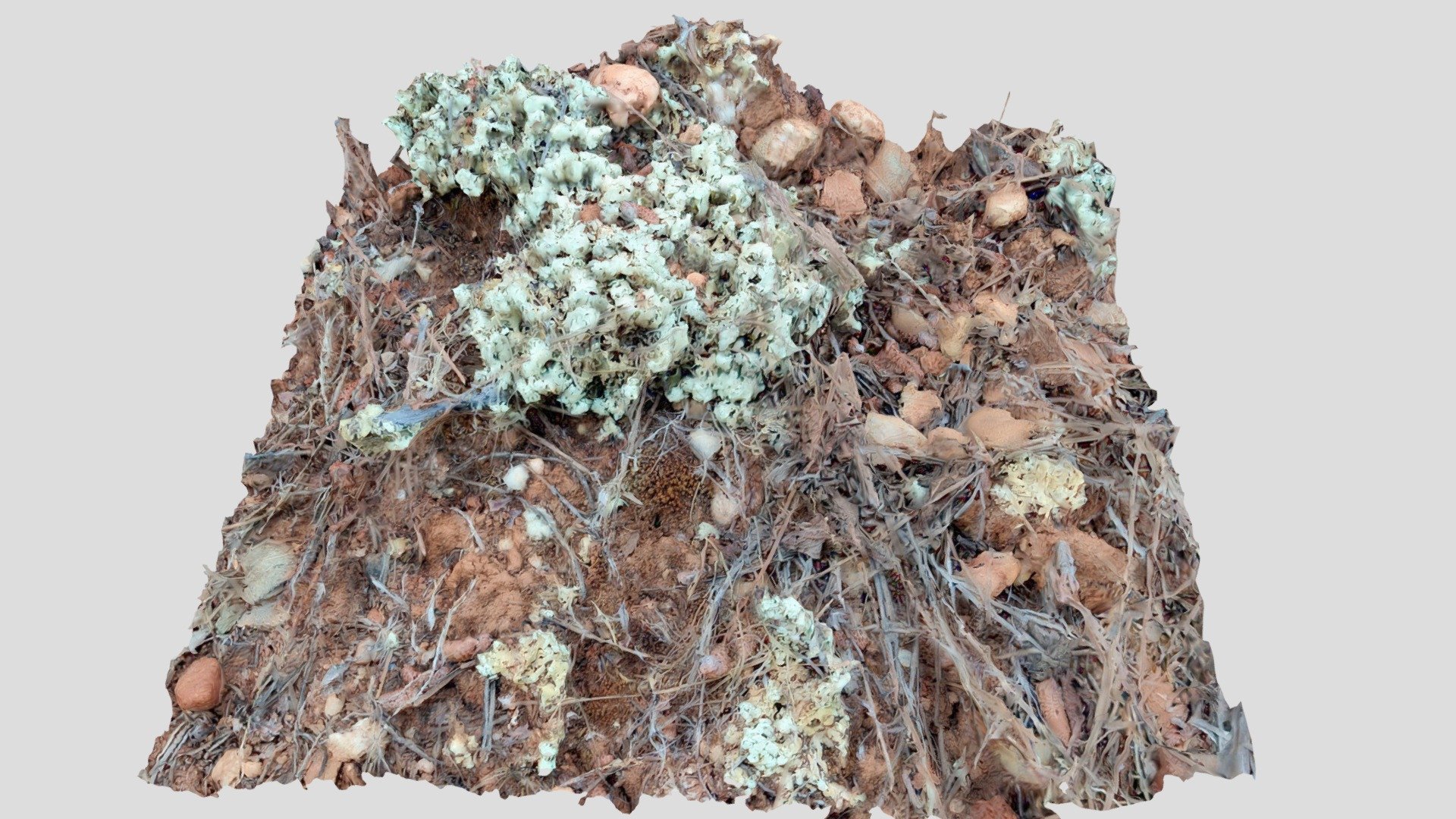 Forest ground patch with moss and rocks - Download Free 3D model by ...