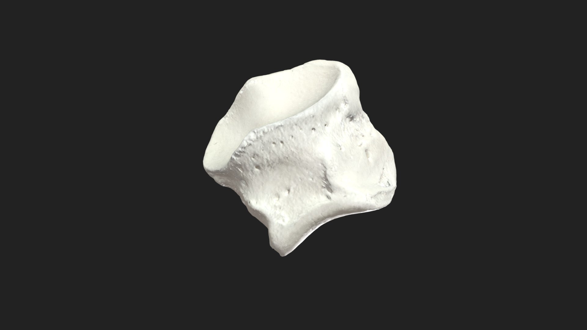 short pastern bone (os coronale) donkey - Download Free 3D model by ...