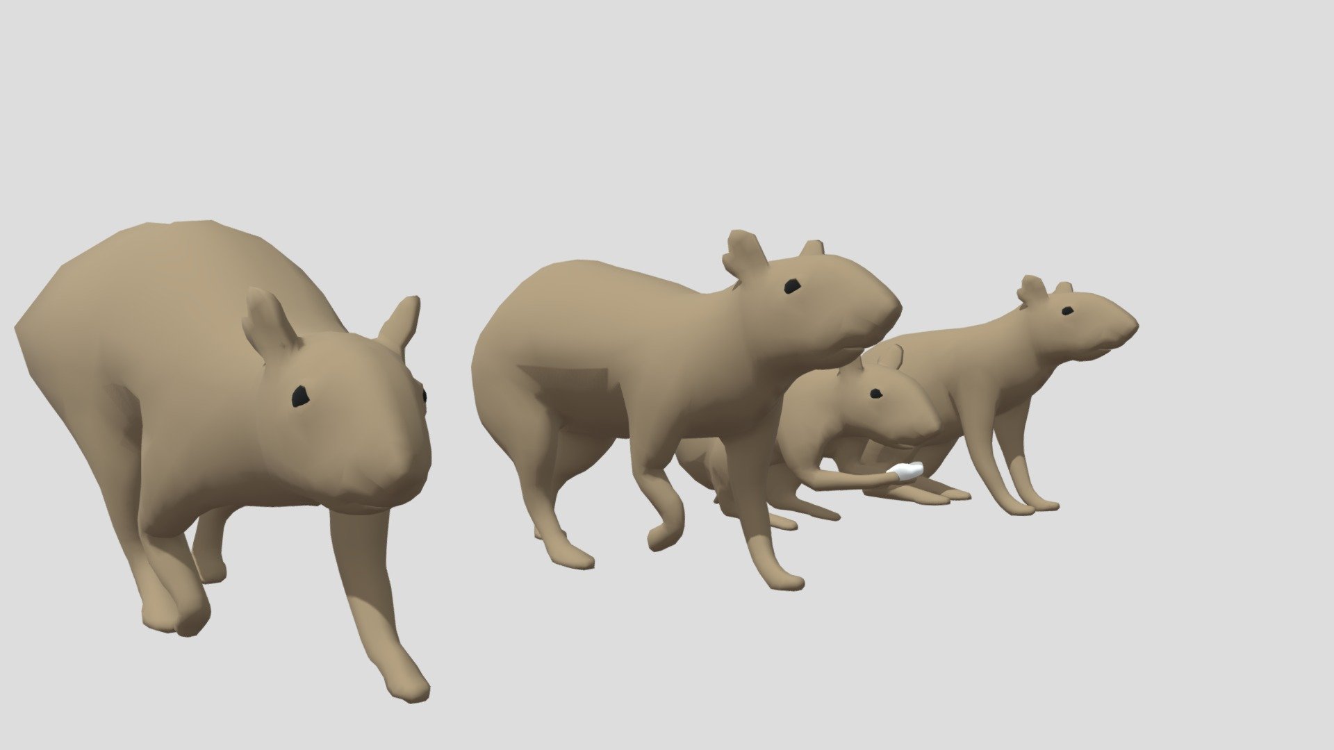 agouti poses - 3D model by anniehung [4d43e57] - Sketchfab