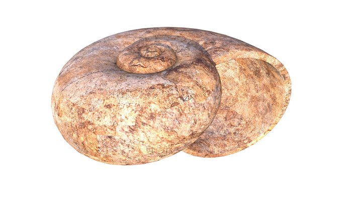 Seashell 3D models - Sketchfab