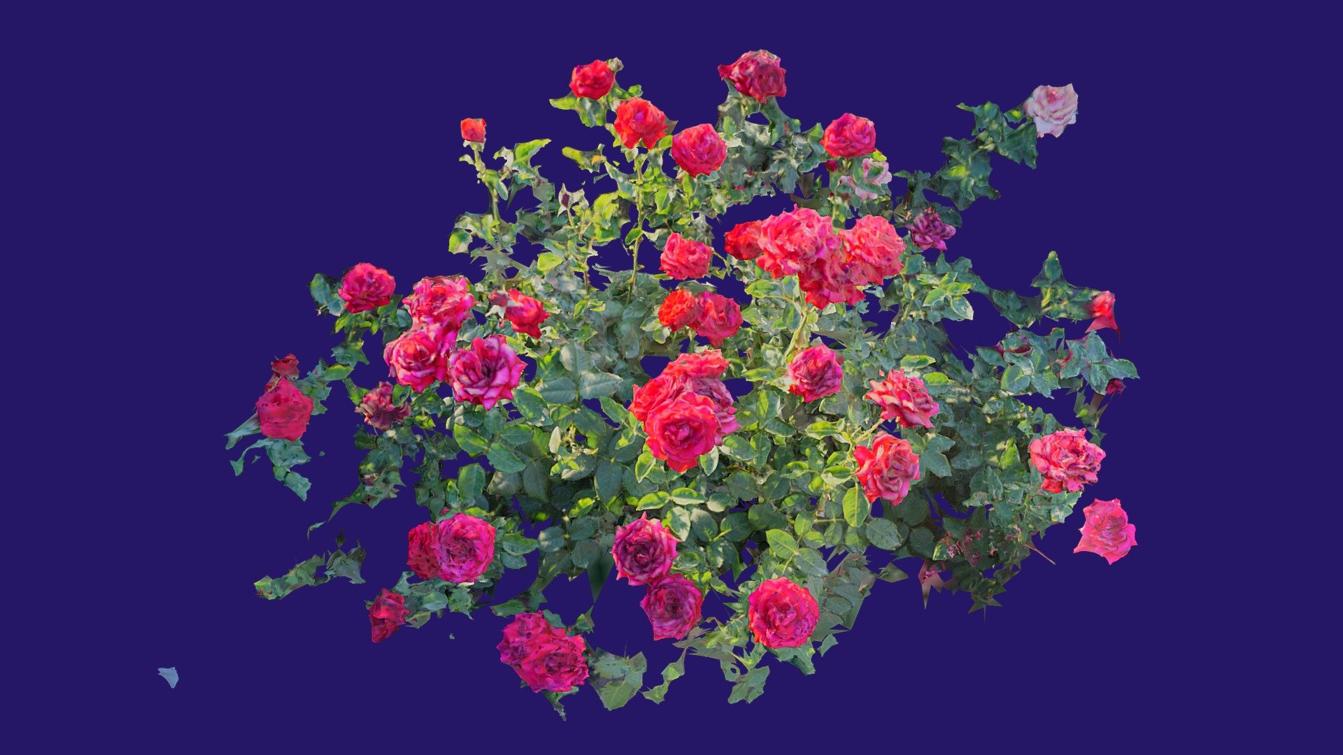 Red Roses - Download Free 3D model by John Toeppen (@toeppen) [4d4ad22 ...