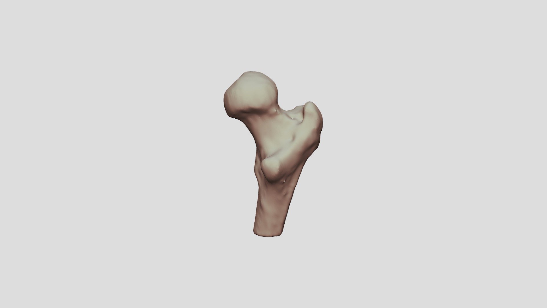 Proximal femur (right) - 3D model by kucharm [4d4ff76] - Sketchfab