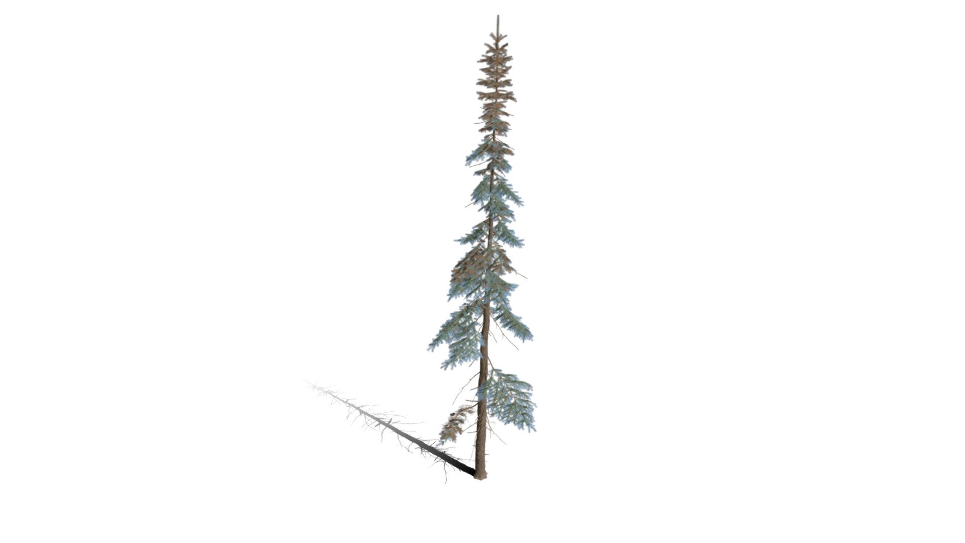 Realistic HD Colorado Blue spruce Koster (35/43) - Download Free 3D ...