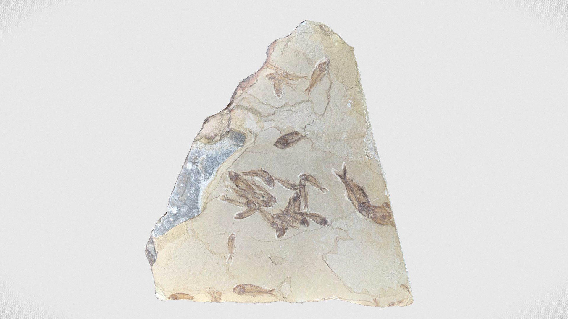 Knightia eocaena - Download Free 3D model by Geoscience Research ...