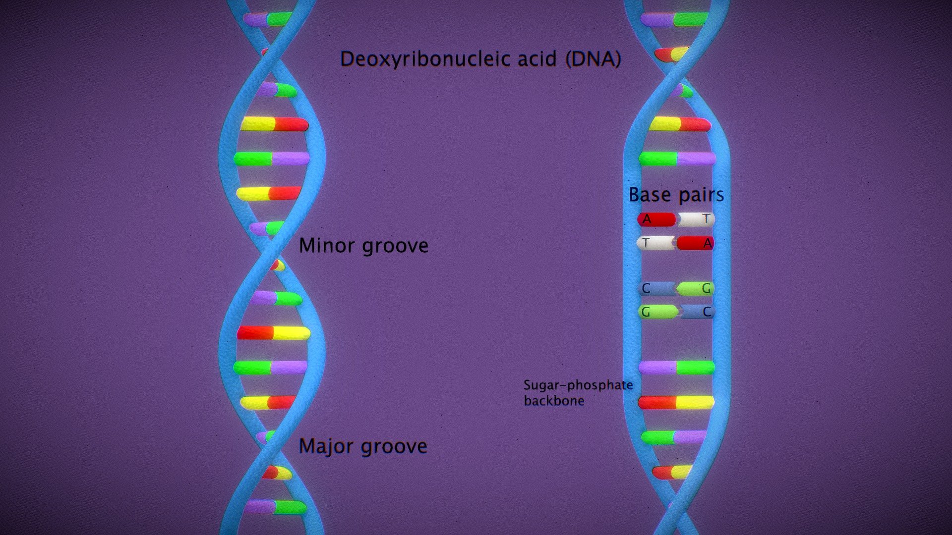 Deoxyribonucleic acid (DNA) - Download Free 3D model by arloopa ...