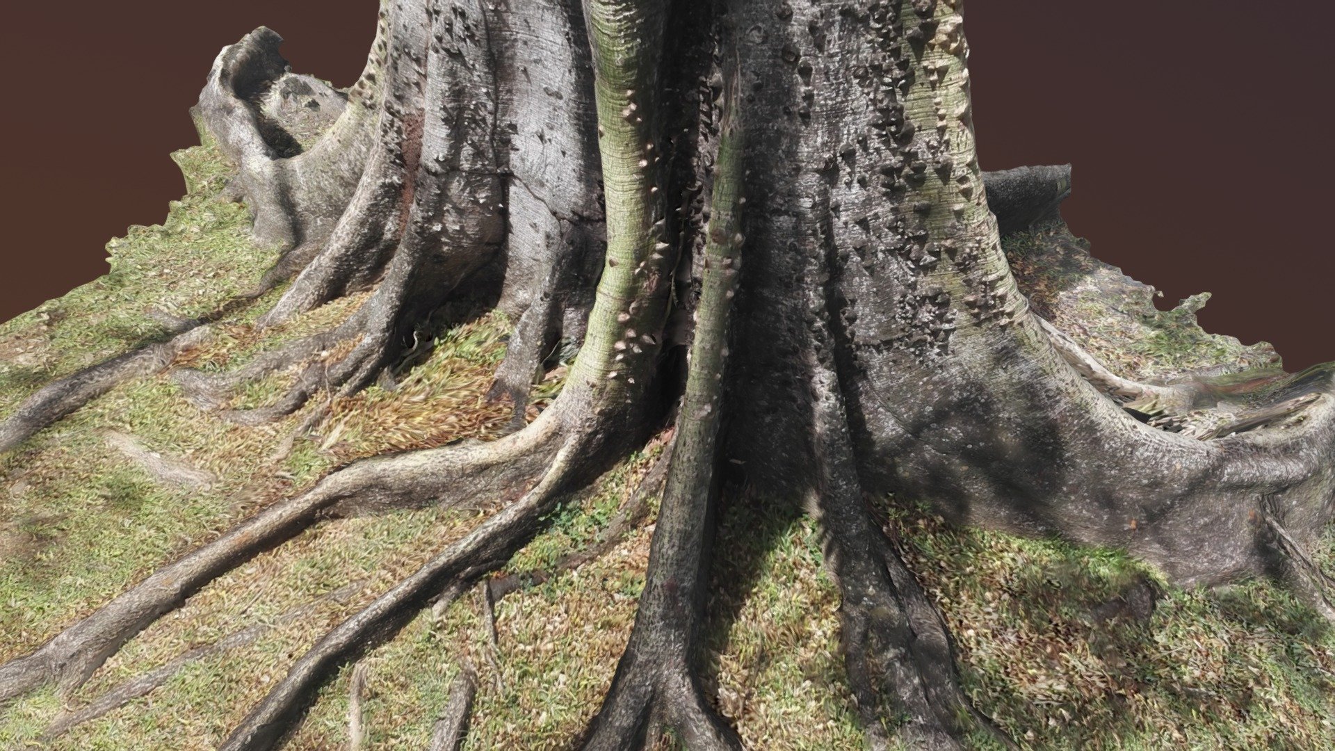 Fromager (arbre) - Martinique, propriété Clément - Download Free 3D ...