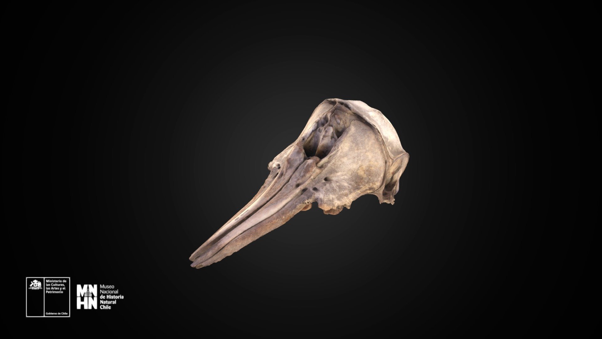 Cephalorhynchus eutropia - Download Free 3D model by Museo Nacional de ...