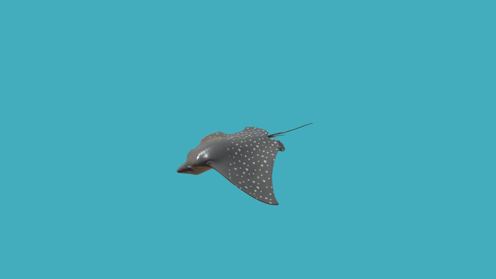Eagle stingray - Download Free 3D model by kenchoo [4d61597] - Sketchfab