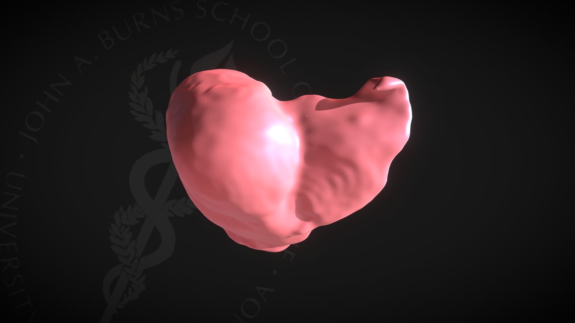 liver - 3D model by John A Burns School of Medicine (@jabsom) [4d61764 ...