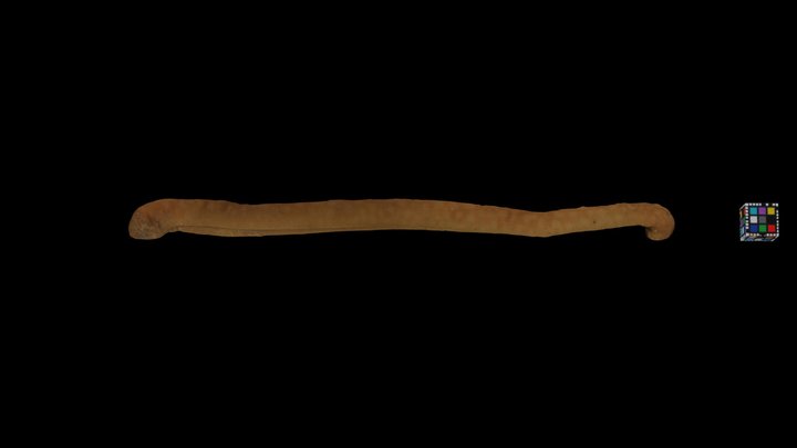 Worm 3D models - Sketchfab