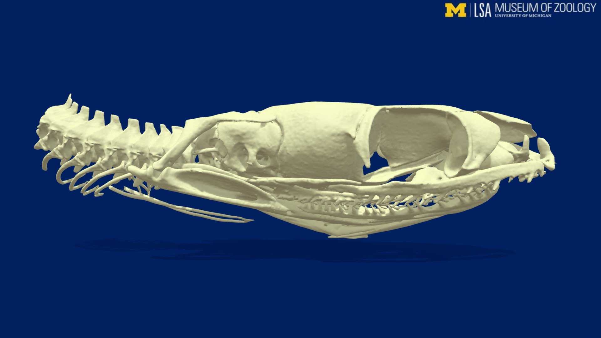 Red-bellied Racer skull - 3D model by Michigan Herpetology (UMMZ ...