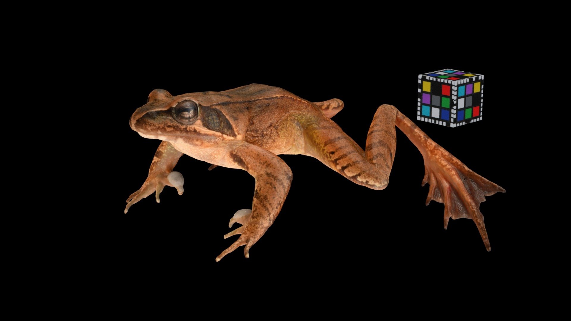 ニホンアカガエル 🐸 ♂ Japanese Brown Frog, Rana japonica - 3D model by ffish ...