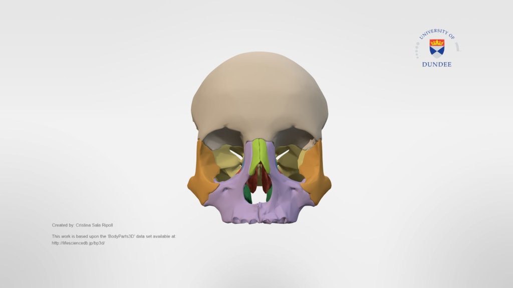 Bones of the orbit including palatine bones - 3D model by University of ...