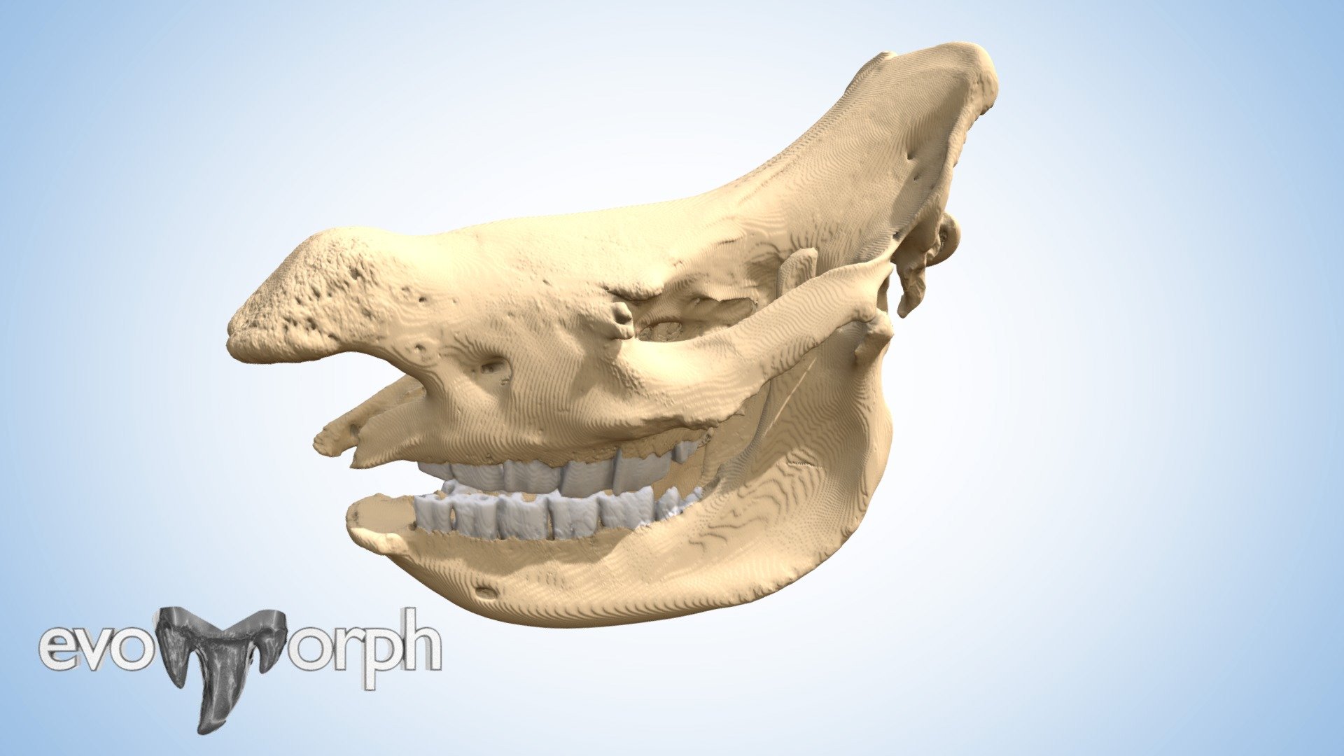 Chewing motion in Ceratotherium simum - 3D model by Evans EvoMorph Lab ...