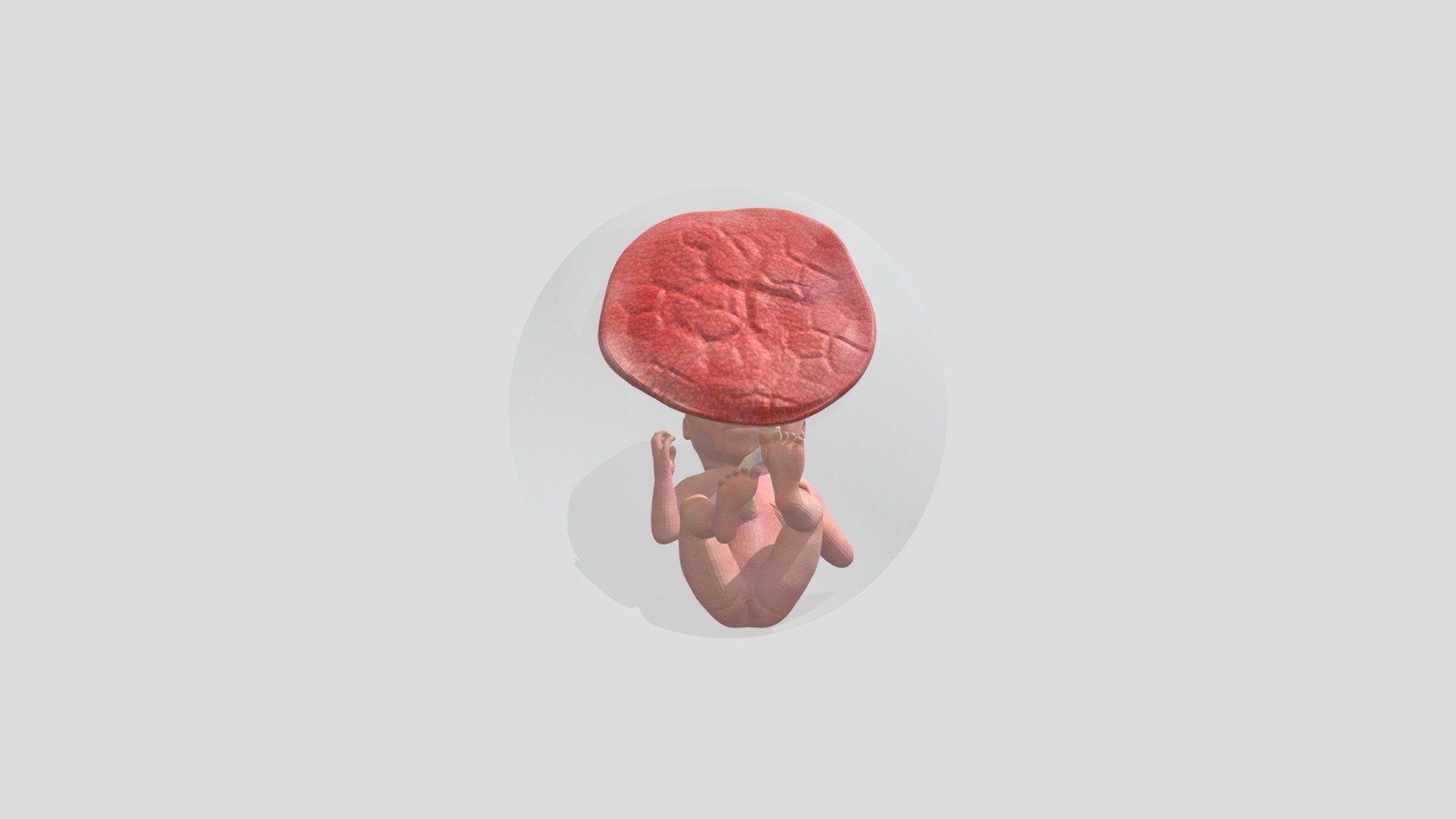 12 week baby - 3D model by Catherine Sulzmann (@csulzmann) [4d7cd27 ...