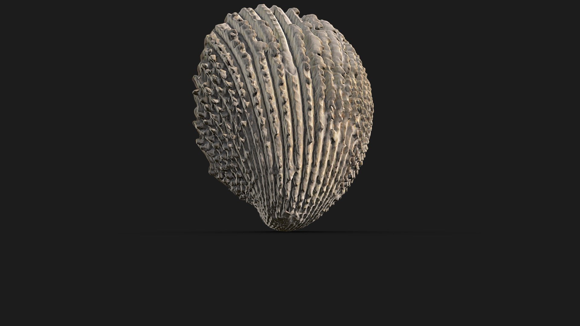 Recent Florida Prickly Cockle Shell - Download Free 3D model by ...