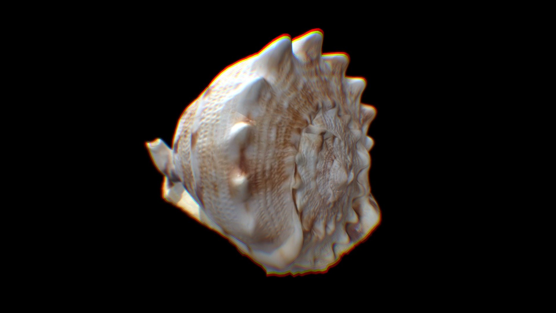 Shell - Buy Royalty Free 3D model by a.chebanier [4d81cf0] - Sketchfab ...