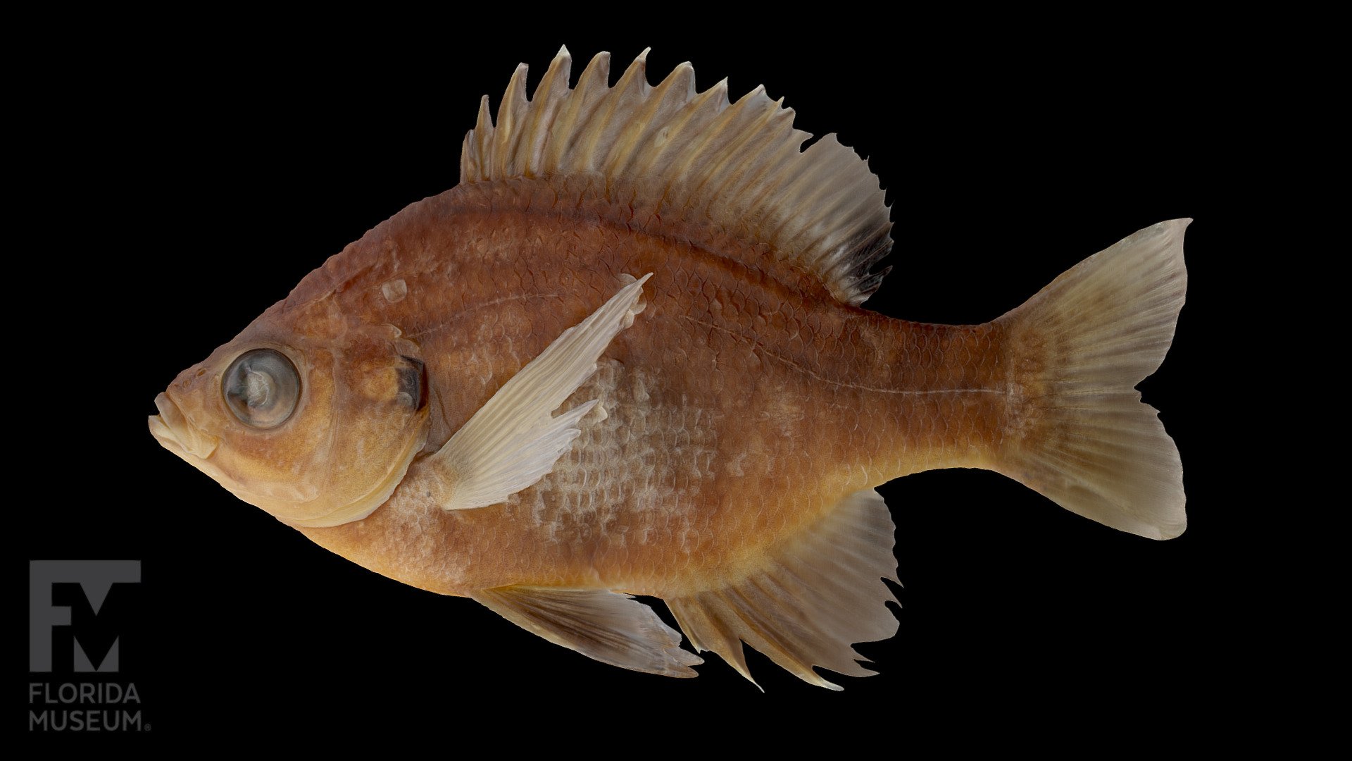 Bluegill Sunfish, Centrarchidae - 3D model by FloridaMuseum [4d86077 ...