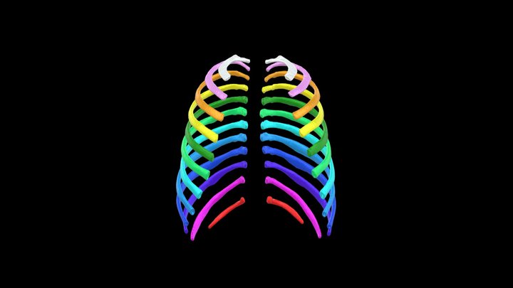 Bioanthropology 3D models - Sketchfab