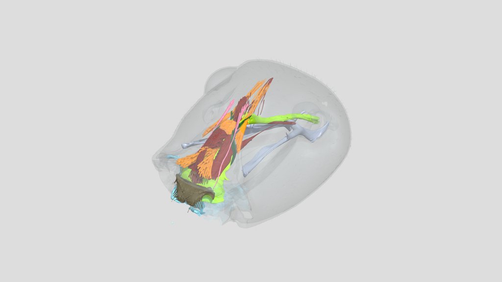 Ant Mouthparts Review - A 3D model collection by Economolab (@arilab ...