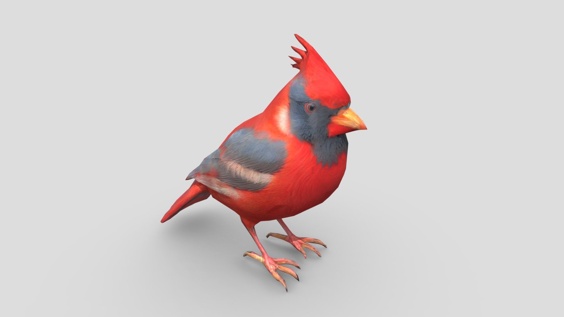 Standing Bird Cardinal - Buy Royalty Free 3D model by plaggy [4d9d2d0 ...