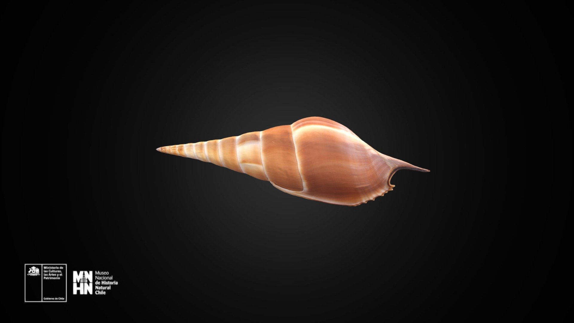 Tibia insulaechorab Röding 2298, 1798 - Download Free 3D model by Museo Nacional de Historia ...