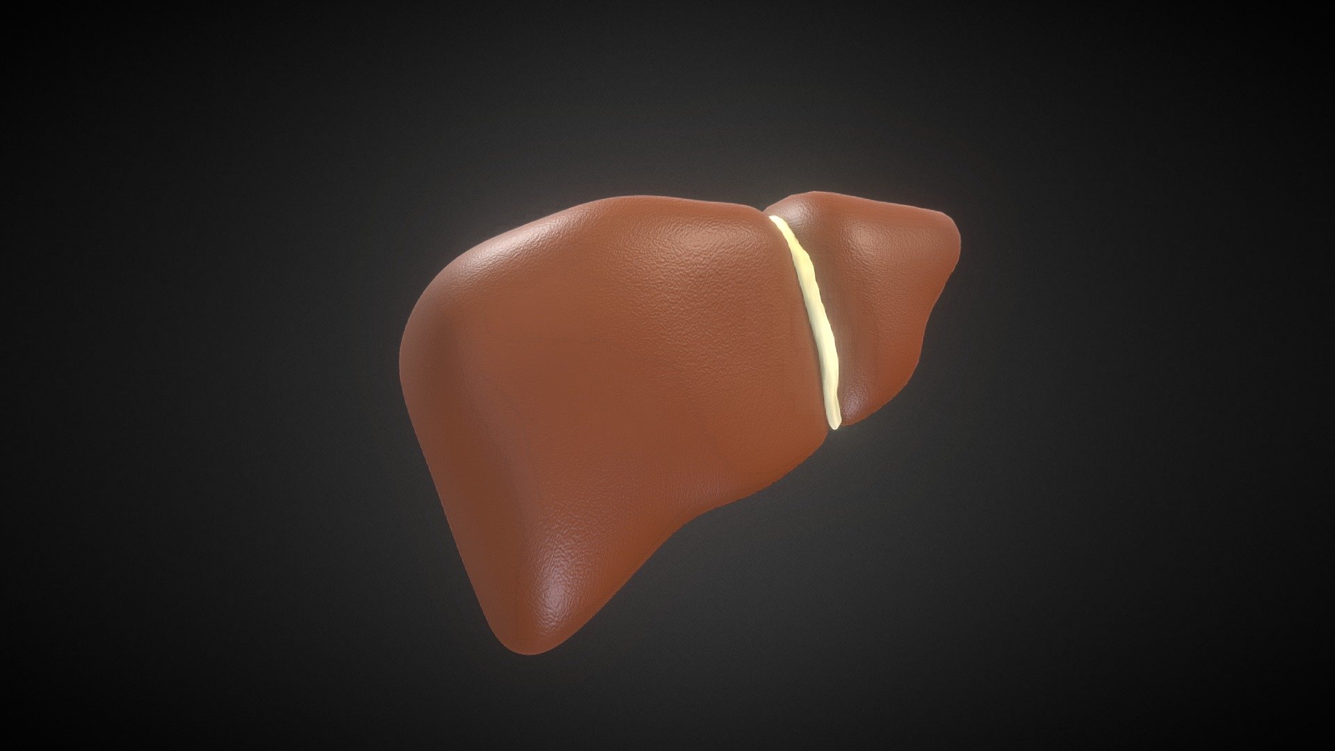 Liver - 3D model by Alekskonn (@alexalexcool) [4da2c58] - Sketchfab