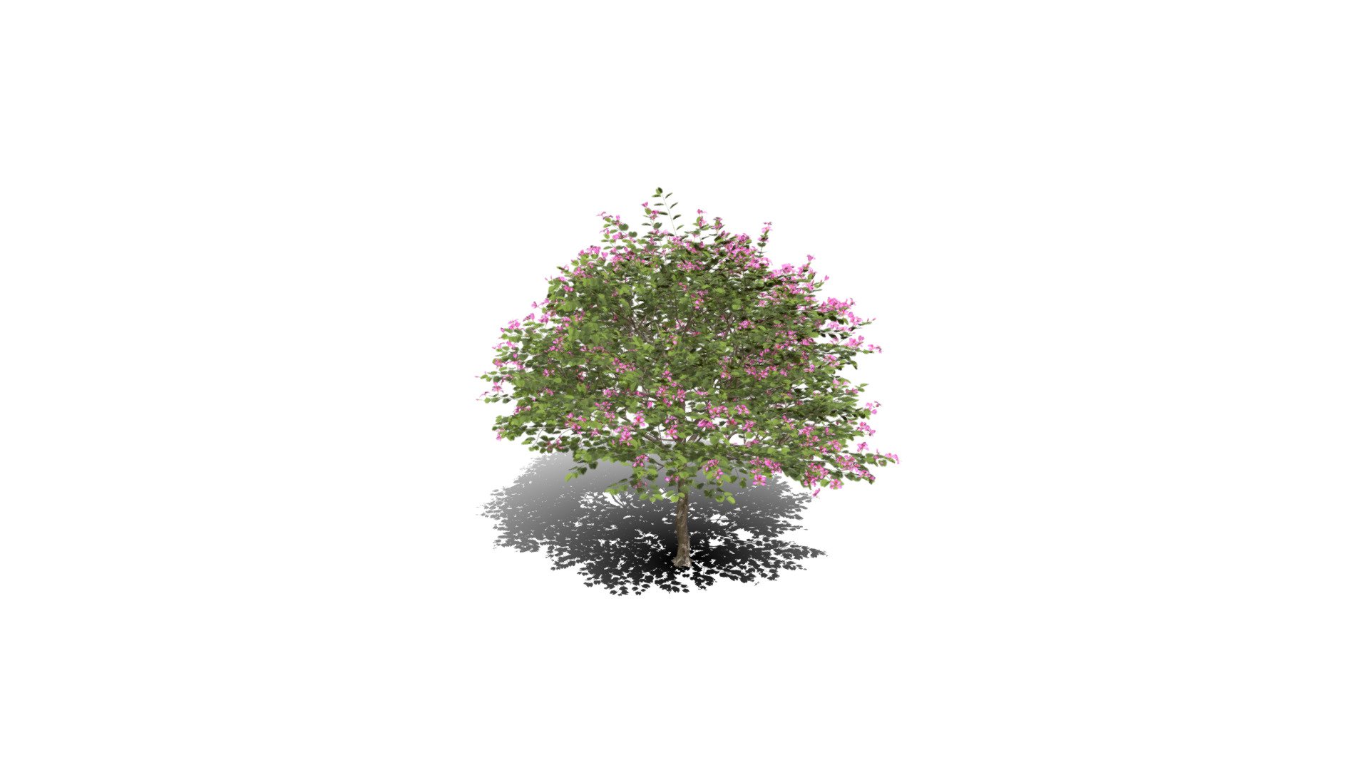 Realistic HD Hong Kong orchid tree (4/40) - Download Free 3D model by ...