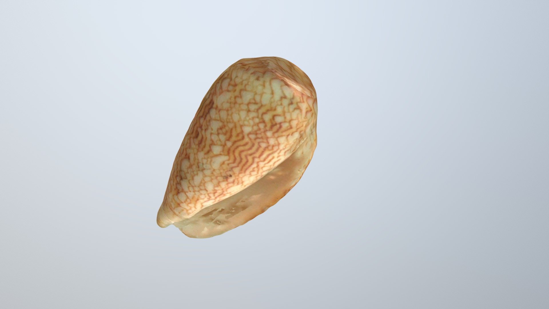 殺手芋螺Conus geographus - 3D model by CraftsinPengHu (@luperlatw) [4da97e2 ...