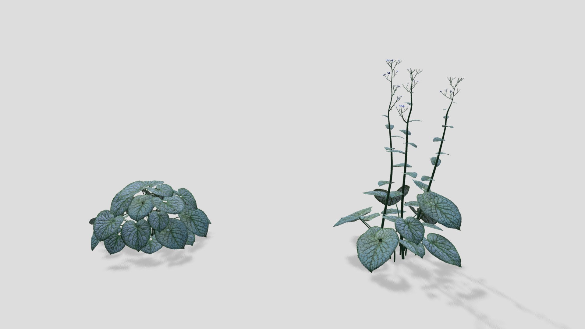 Brunnera macrophylla - Siberian bugloss - Buy Royalty Free 3D model by ...