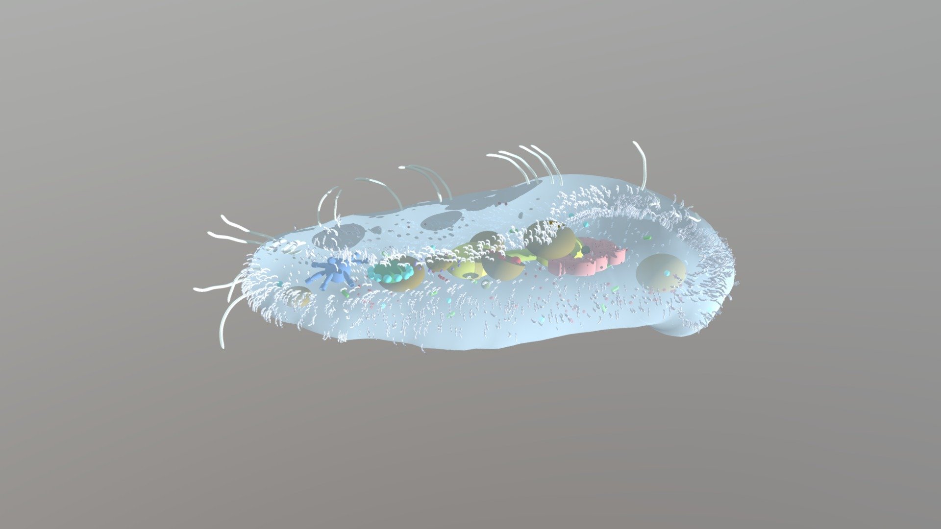 Stylonychia Multus - 3D model by nikolaevstepan900 [4dab840] - Sketchfab