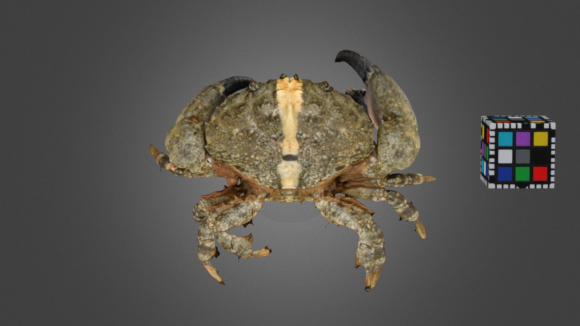CC0 オウギガニ 🦀 ♂ Fan Round Crab, L. exaratus - Download Free 3D model by ...