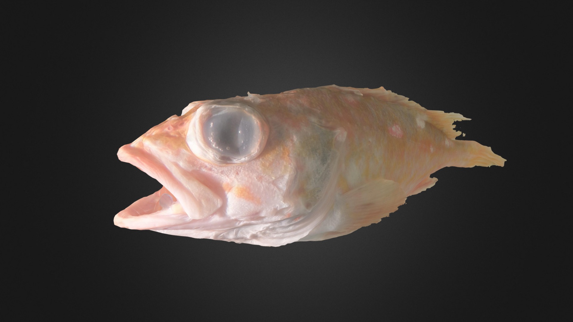 Rosethorn rockfish - 3D model by Amy Scott-Murray (@amyscottmurray ...