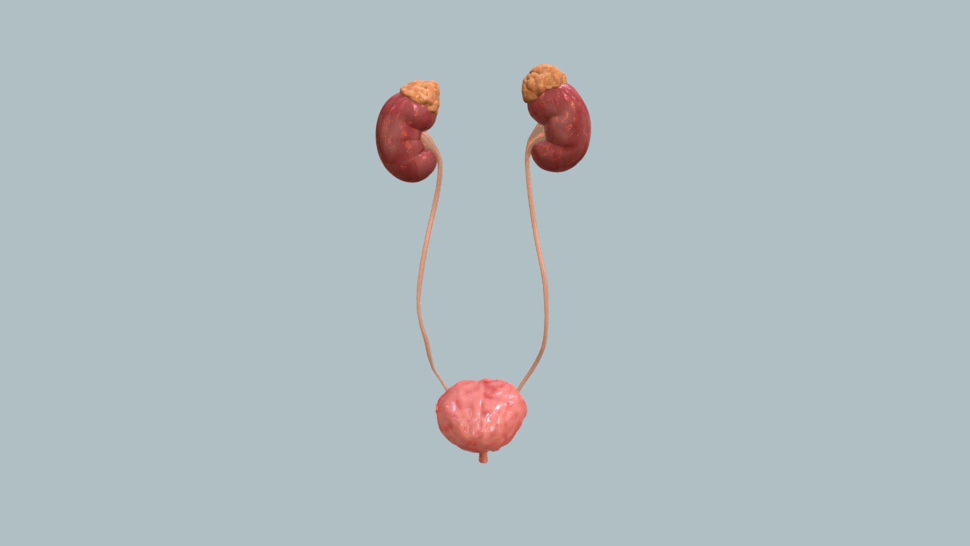 Urinary System - 3D model by amyh0825 [4dba352] - Sketchfab