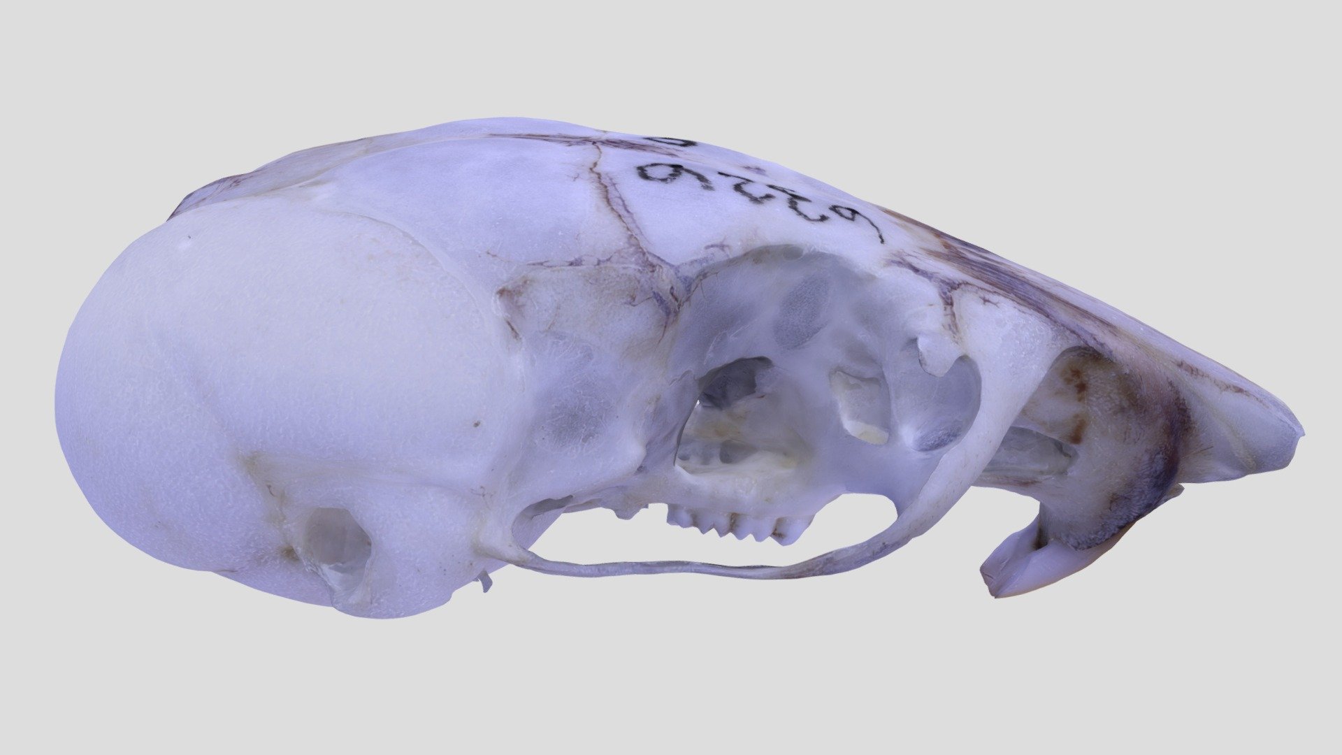 UWYMV:Mamm:6326, Perognathus fasciatus, Crania - Download Free 3D model ...
