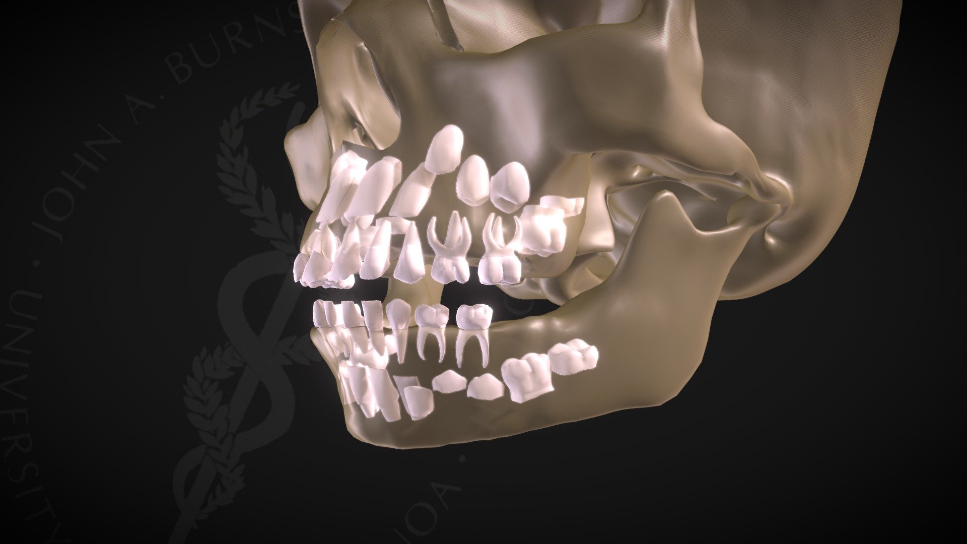 Permanent Dentition Eruption - 3D model by John A Burns School of ...