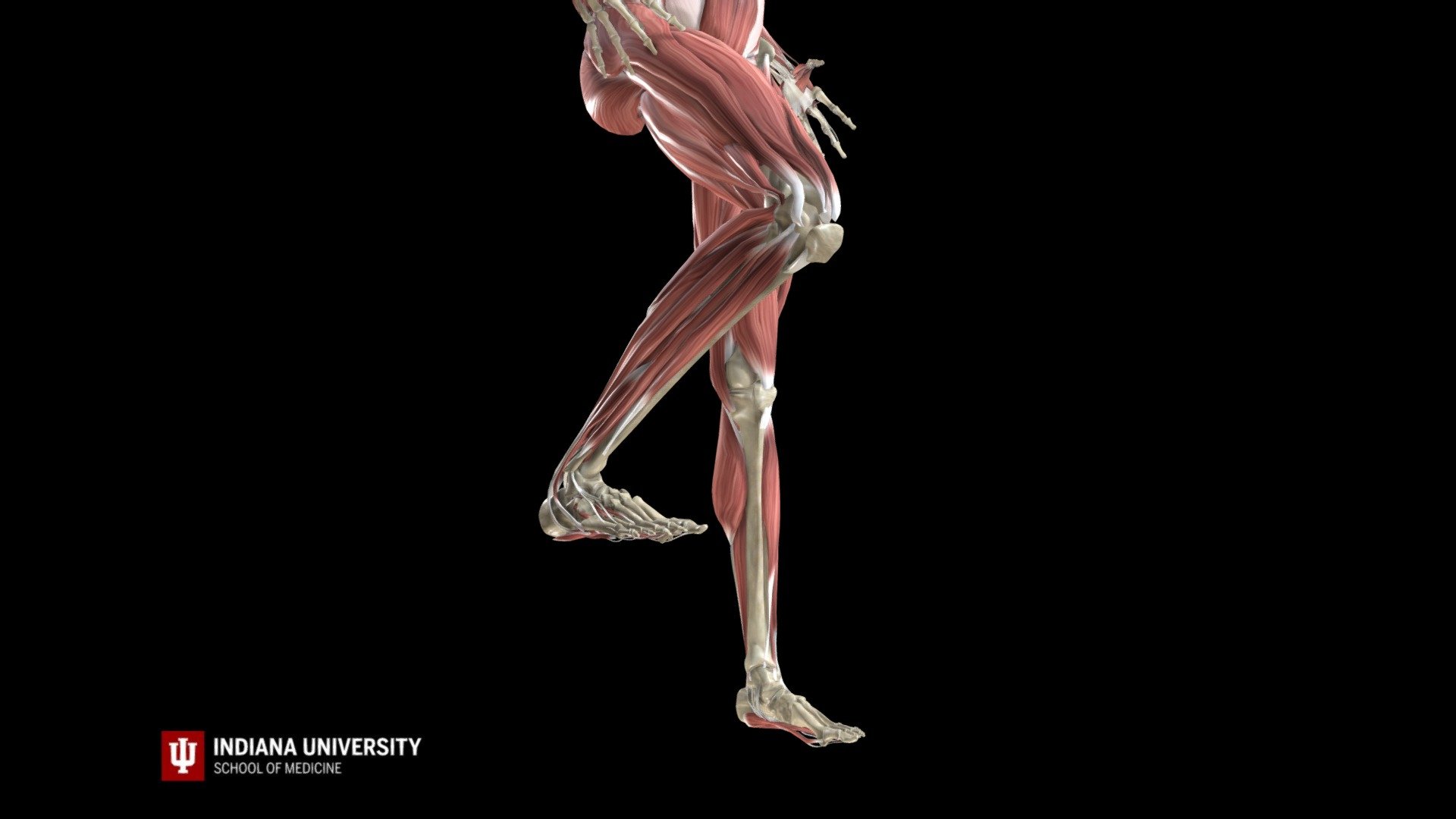 Hip - Trendelenburg Test: Female - 3D model by IU Indianapolis ...