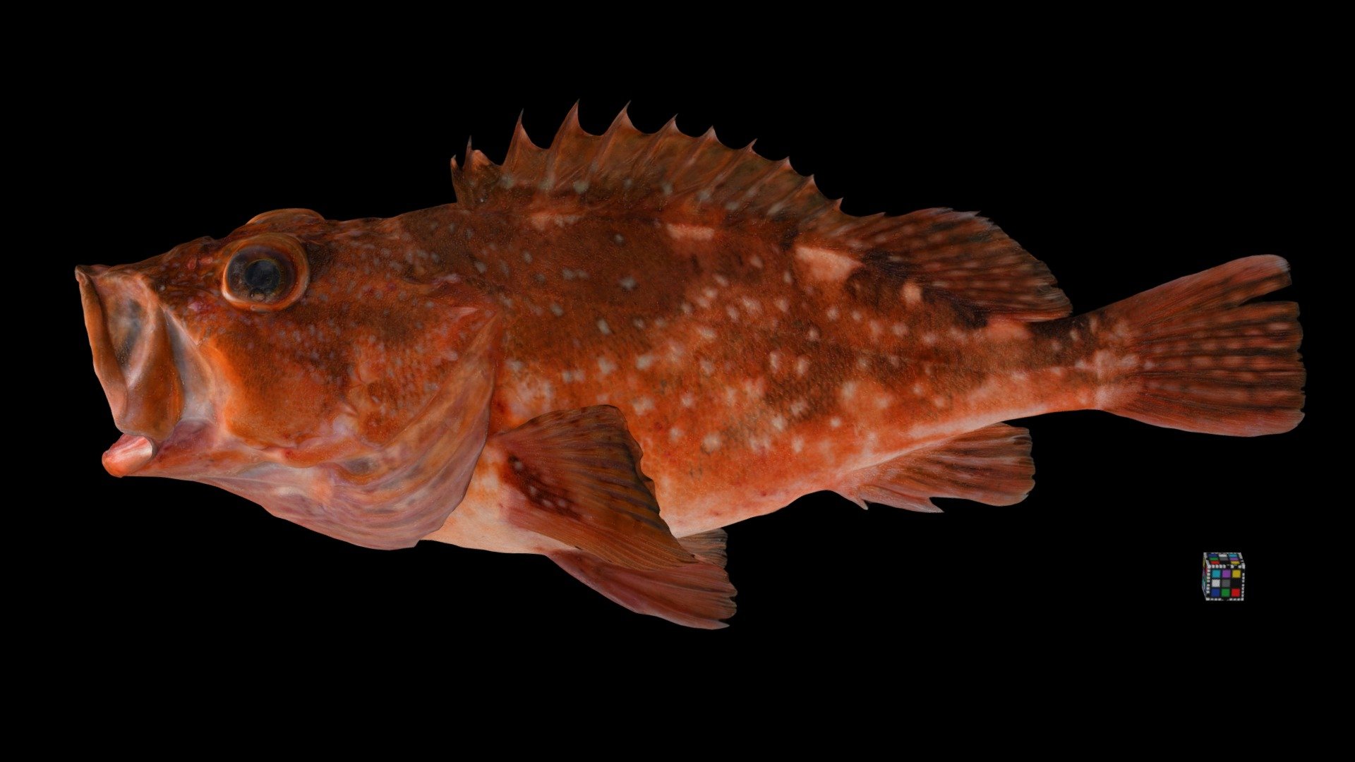 ウッカリカサゴ Rockfish, Sebastiscus tertius - Download Free 3D model by ffish ...
