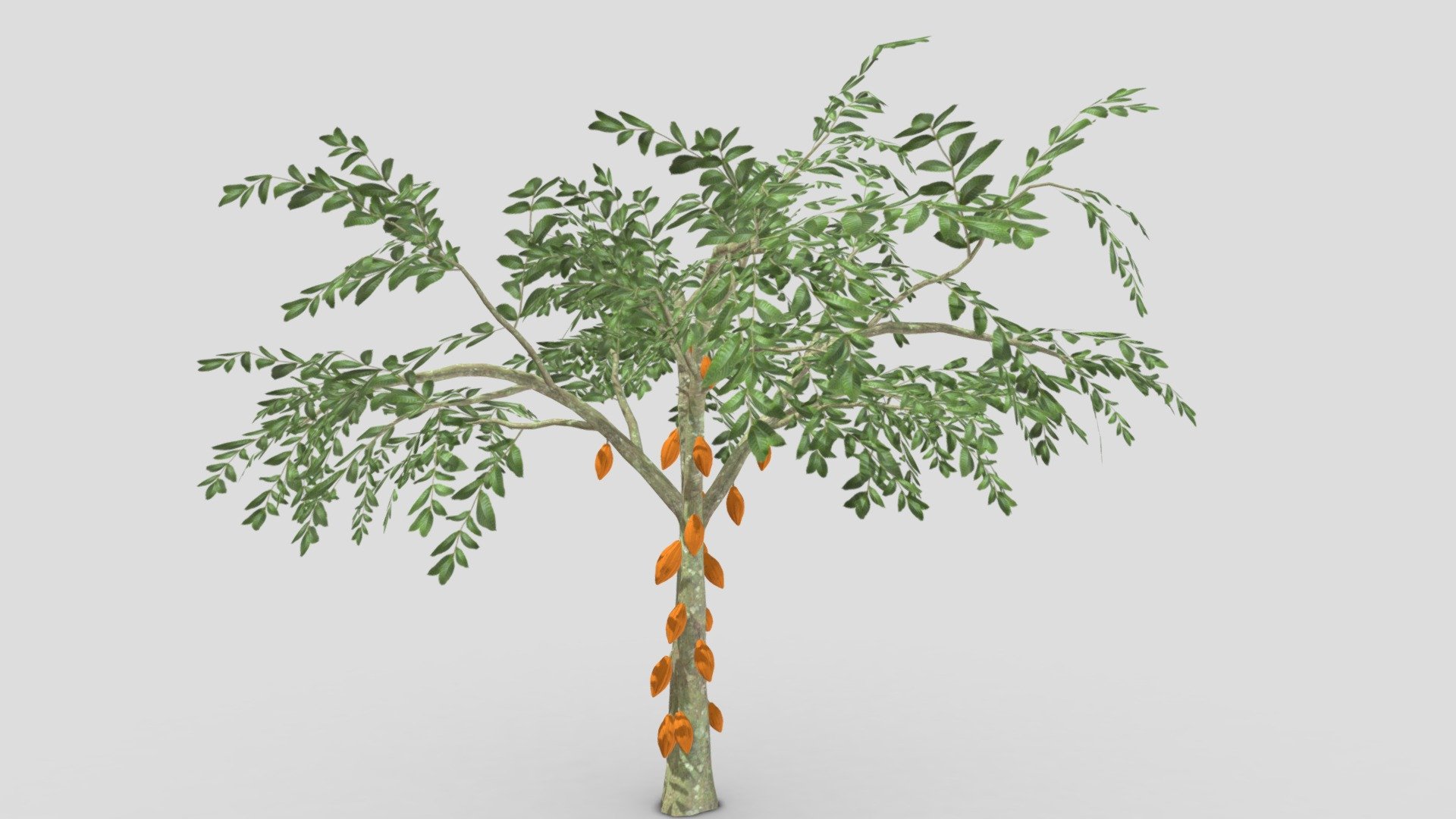 Cacao Tree( Orang Fruit)- 06 - Buy Royalty Free 3D model by ASMA3D ...