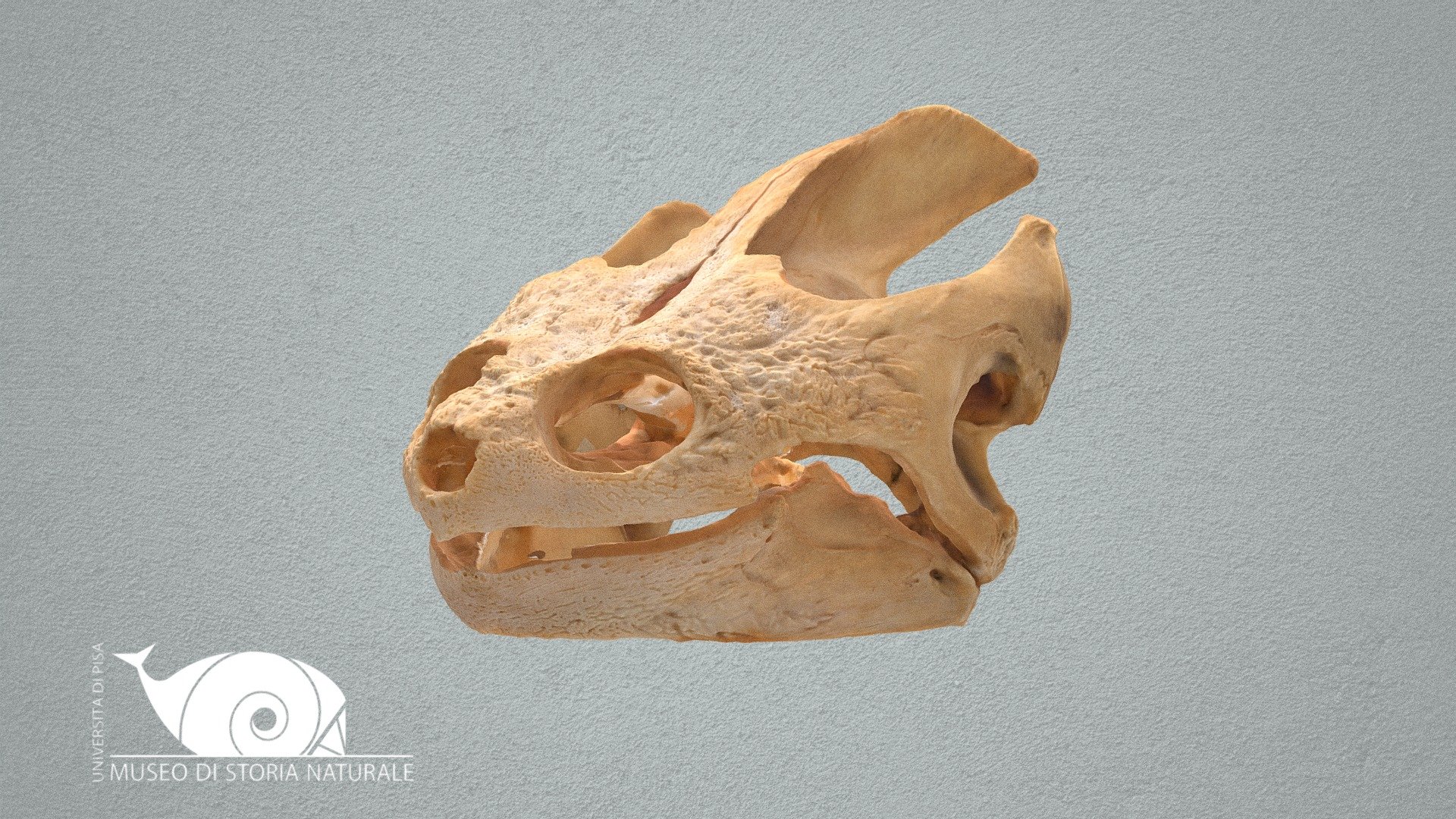 Common snapping turtle - 3D model by Natural History Museum, University ...