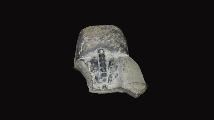 Ceratites 3D models - Sketchfab