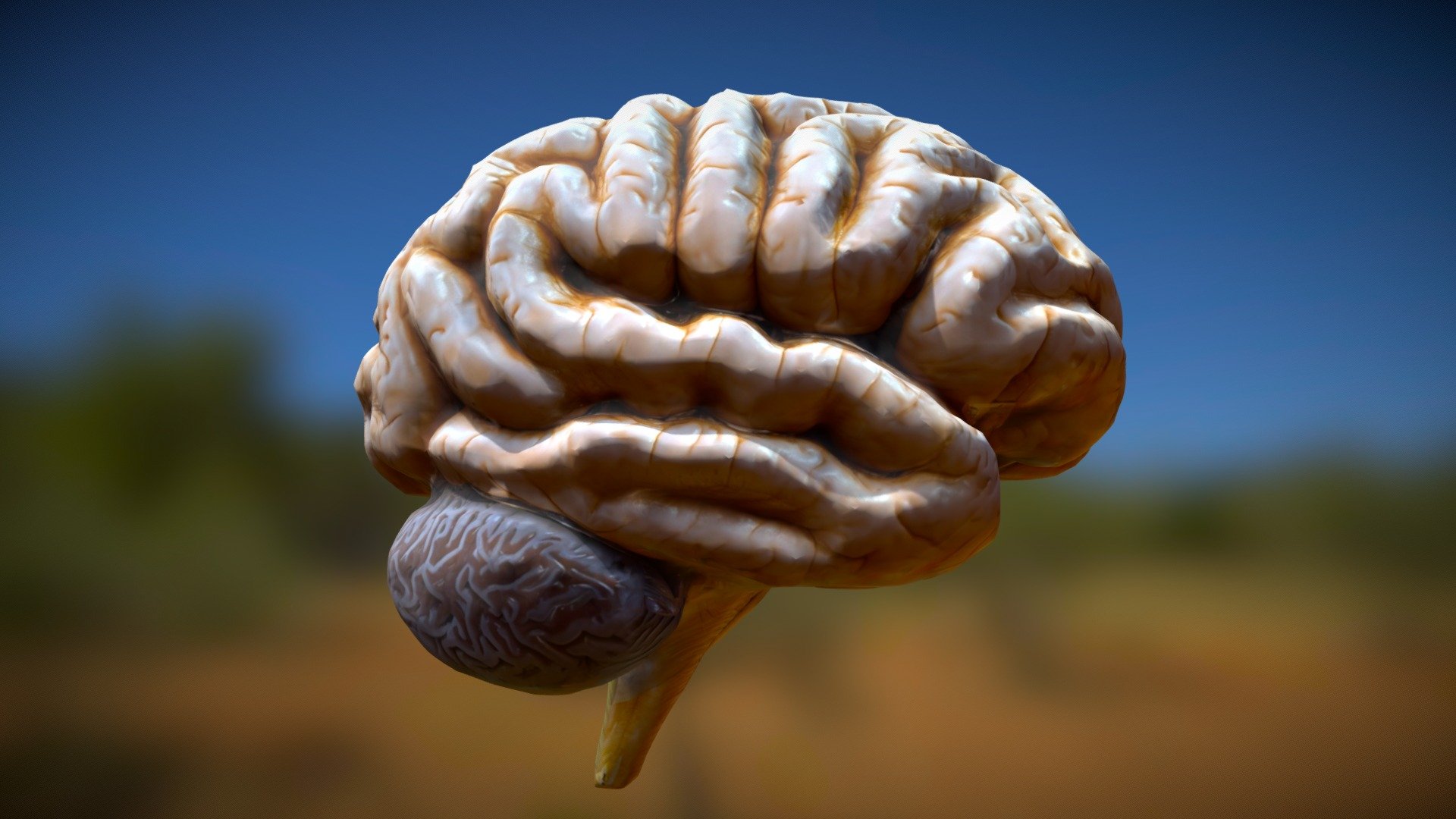 Human Brain - Anatomy - Buy Royalty Free 3D model by PATH DEFORM ...
