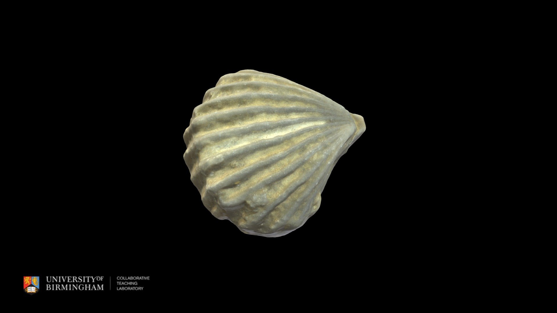 Brachiopod: Rhynchotreta - Download Free 3D model by CTL, University of ...