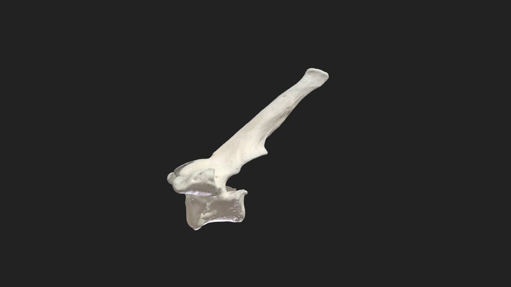 vertebral column cat - A 3D model collection by vetanatMunich - Sketchfab