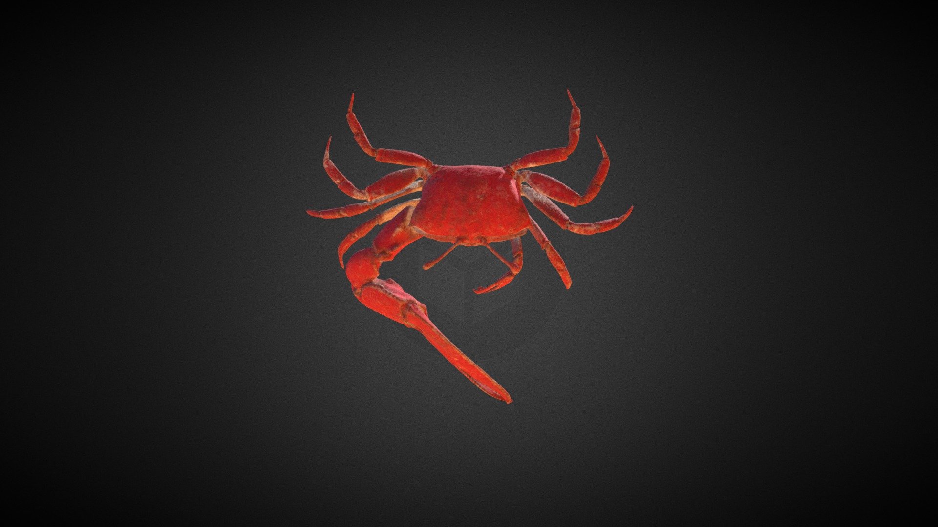 Fiddler Crab Scan - 3D model by fzerbini [4de6dfb] - Sketchfab