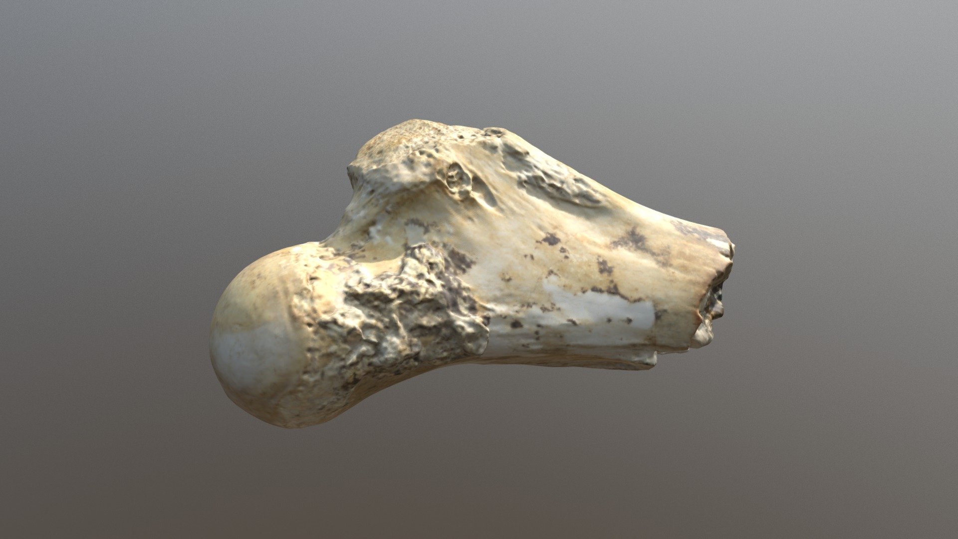 Mastodon Proximal Femur (VCU_3D_3434) - 3D model by Virtual Curation ...