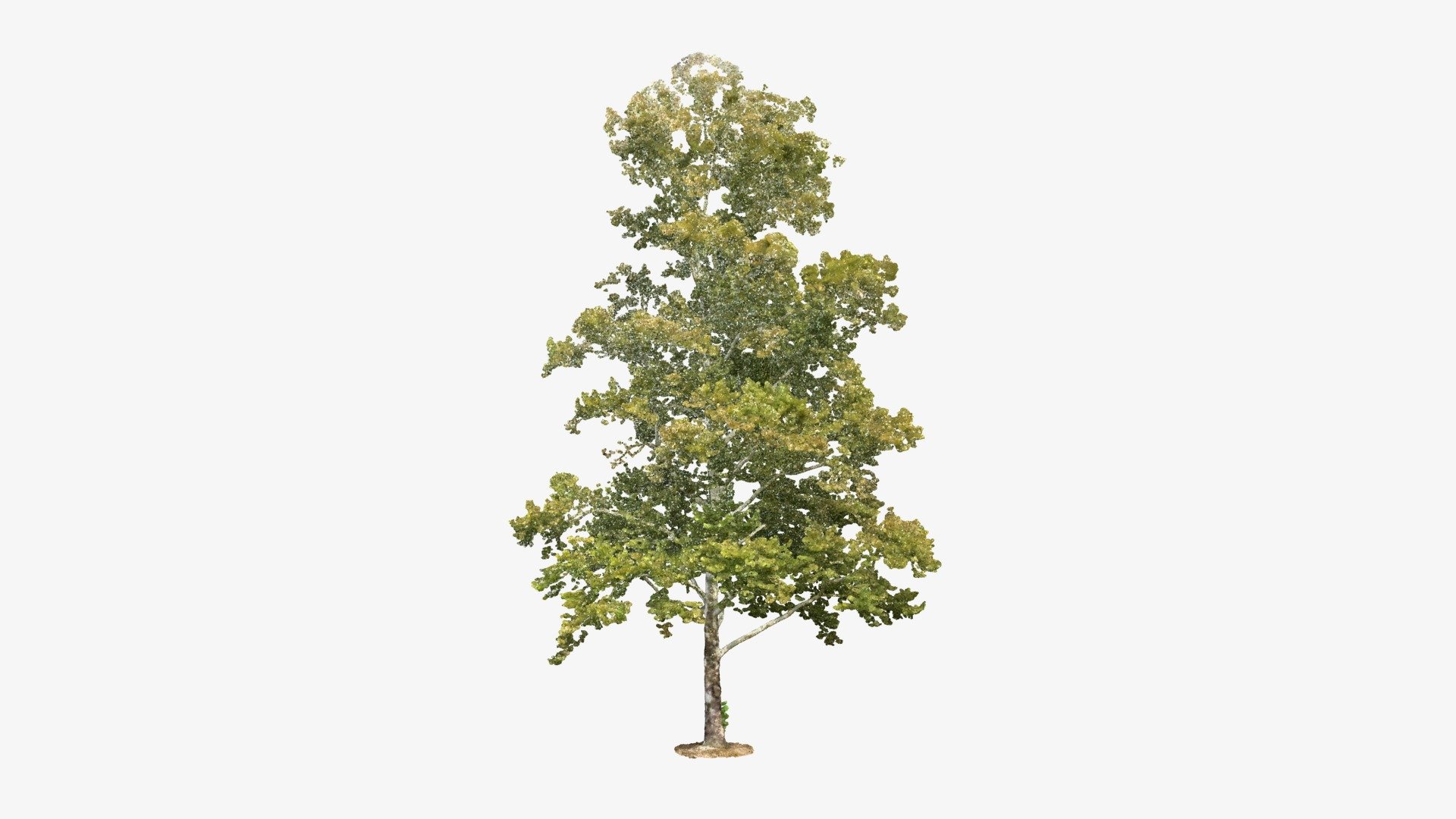 Platanus occidentalis I - Download Free 3D model by Brendan Harmon ...
