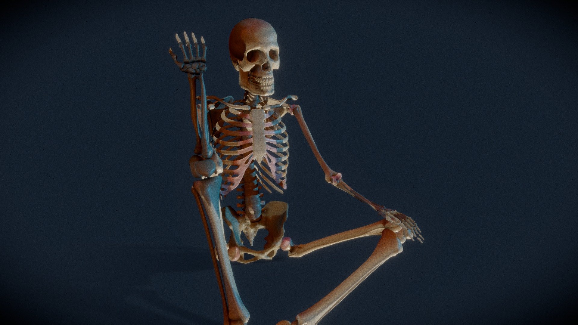 Human skeleton - 3D model by MikeBG [4df49eb] - Sketchfab